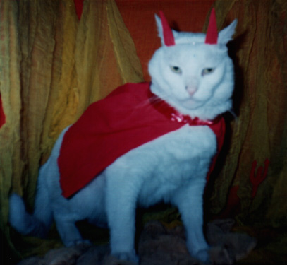 SANTO O DIABLO?, USTEDES DECIDEN... - EL MARAVILLOSO MUNDO DE LOS GATOS ...